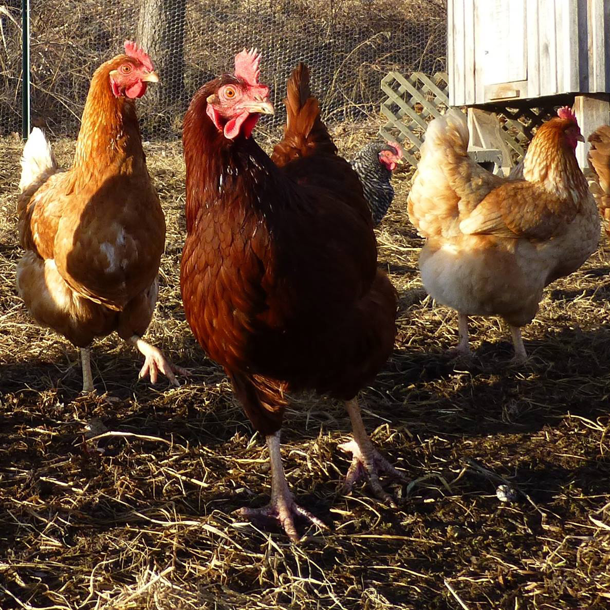 Our Products – Hop N Hen Farm LLC